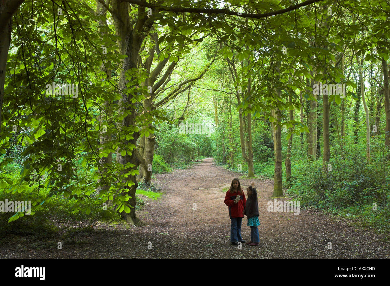 Surrey forest hi-res stock photography and images - Alamy