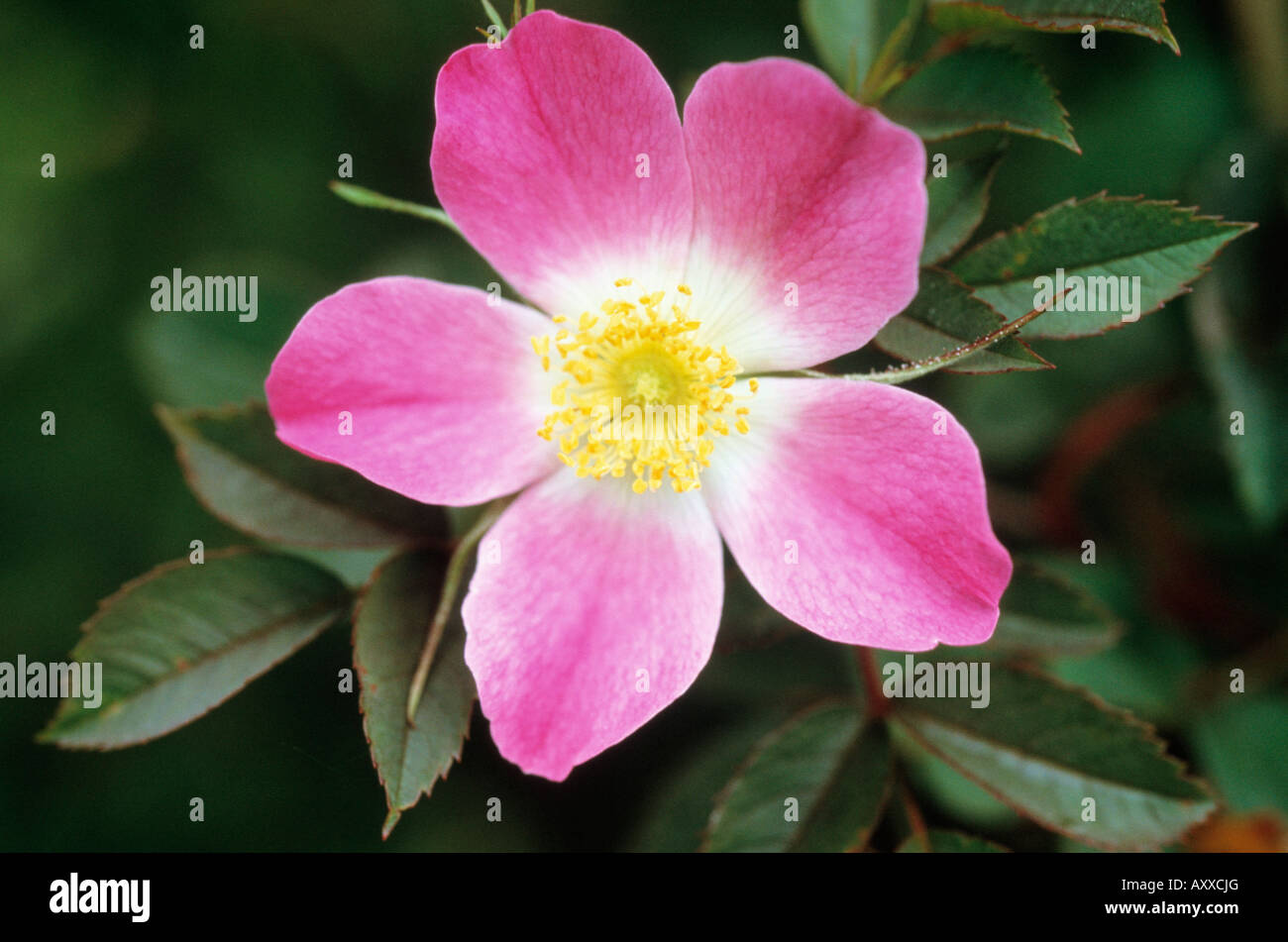 Rose, Wild rose, Dog rose, Wild, Dog, Rosa canina, Pink, Rosa, canina ...