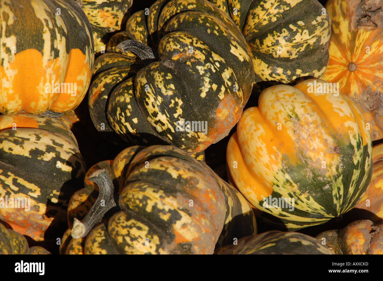Goards hi-res stock photography and images - Alamy