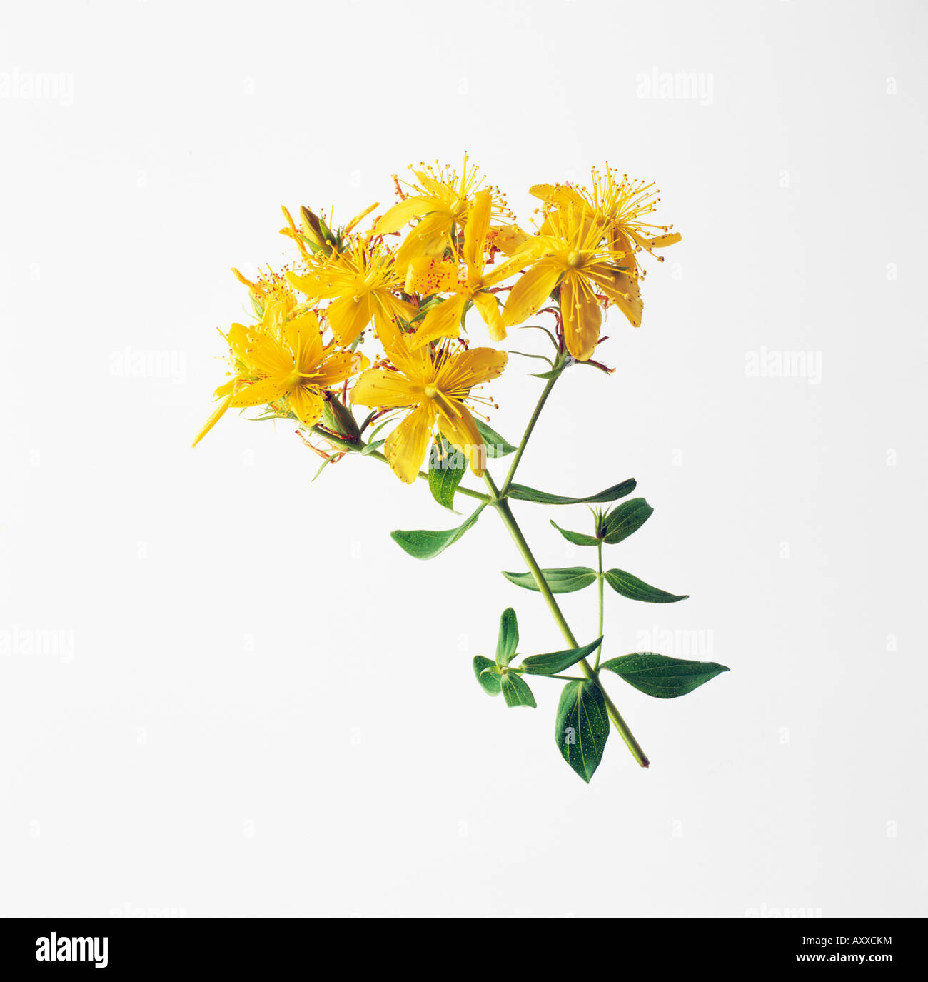 Yellow flowers on leafy stem against white background cutout hi-res ...