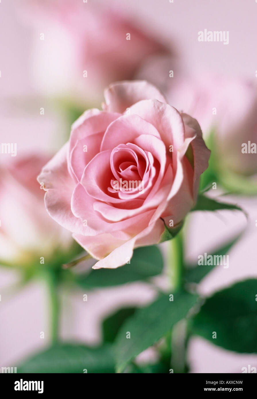 Rose with pink colour hi-res stock photography and images - Alamy