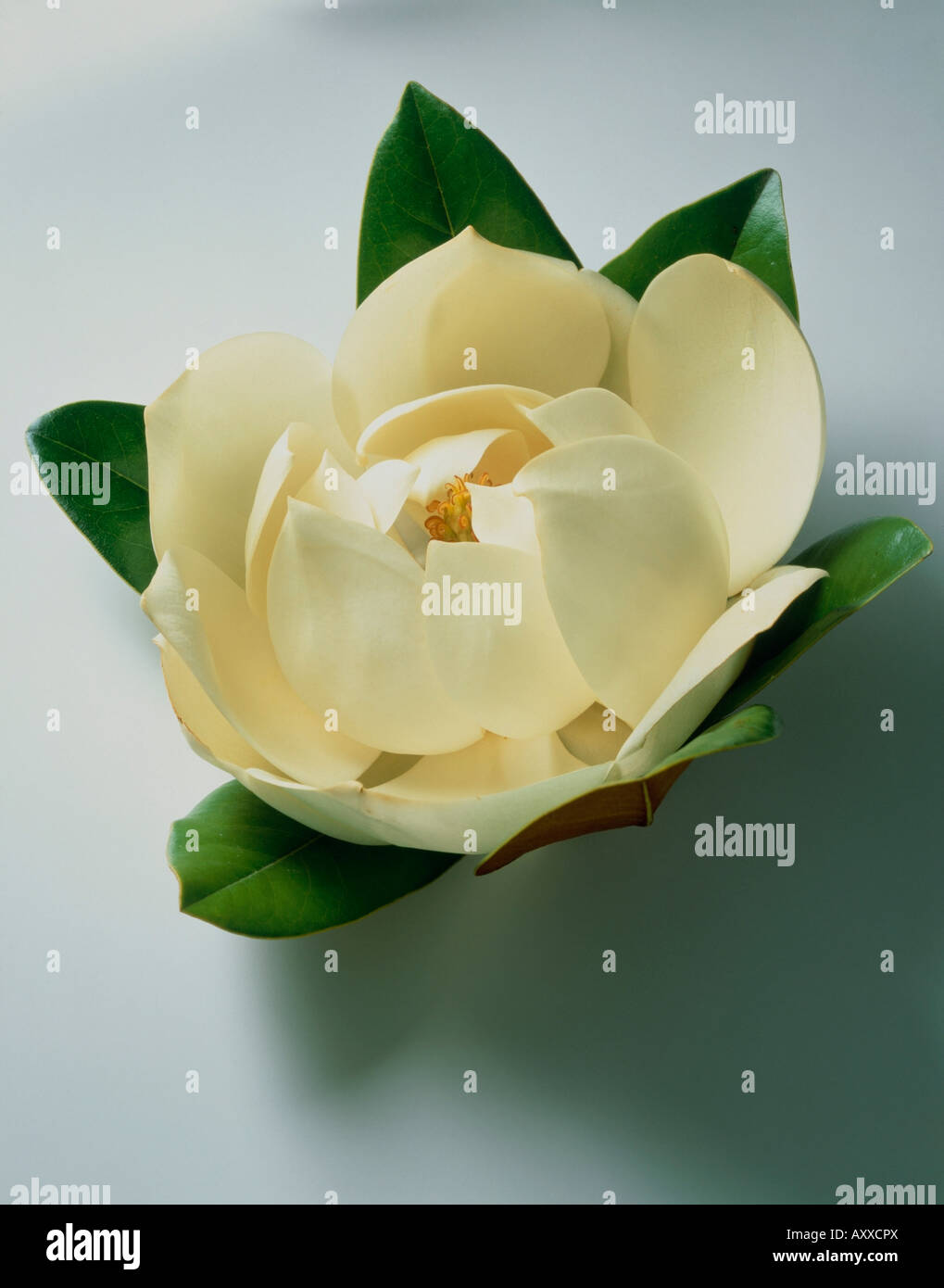 Magnolia, Magnolia grandiflora, Cream, Magnolia, grandiflora Stock ...