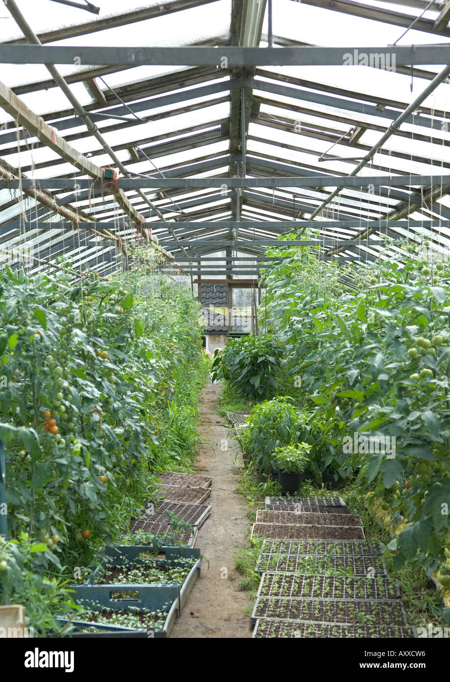 Fruit and Vegetables in a greenhouse Stock Photo - Alamy