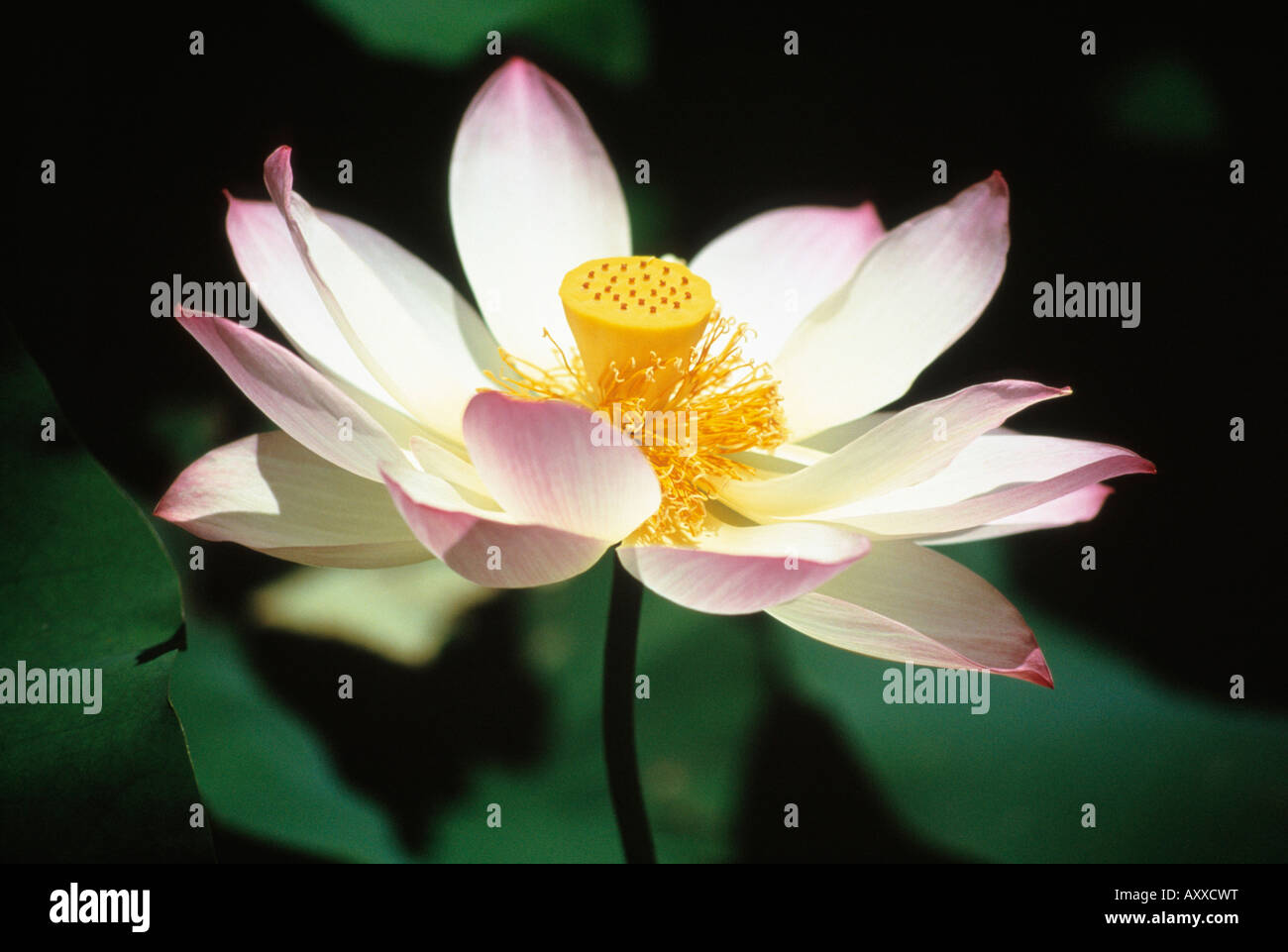 Sacred lotus, Nelumbo nucifera, Pink and white water plant flower Stock ...