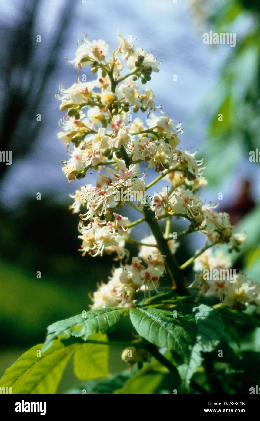 Horse chestnut, Horse, chestnut, Aesculus hippocastanum, Cream ...