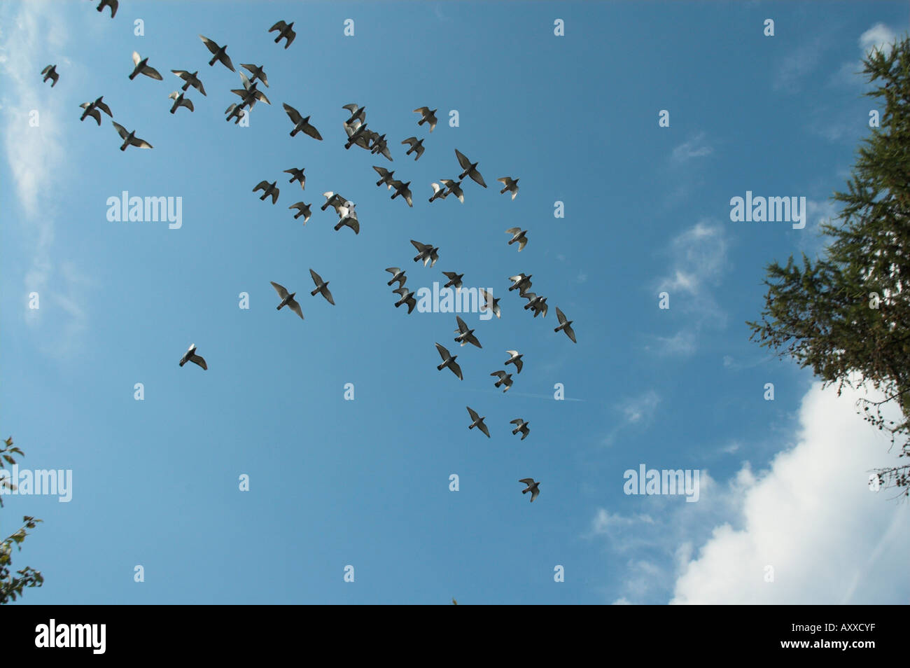 Training racing pigeons hi-res stock photography and images - Alamy