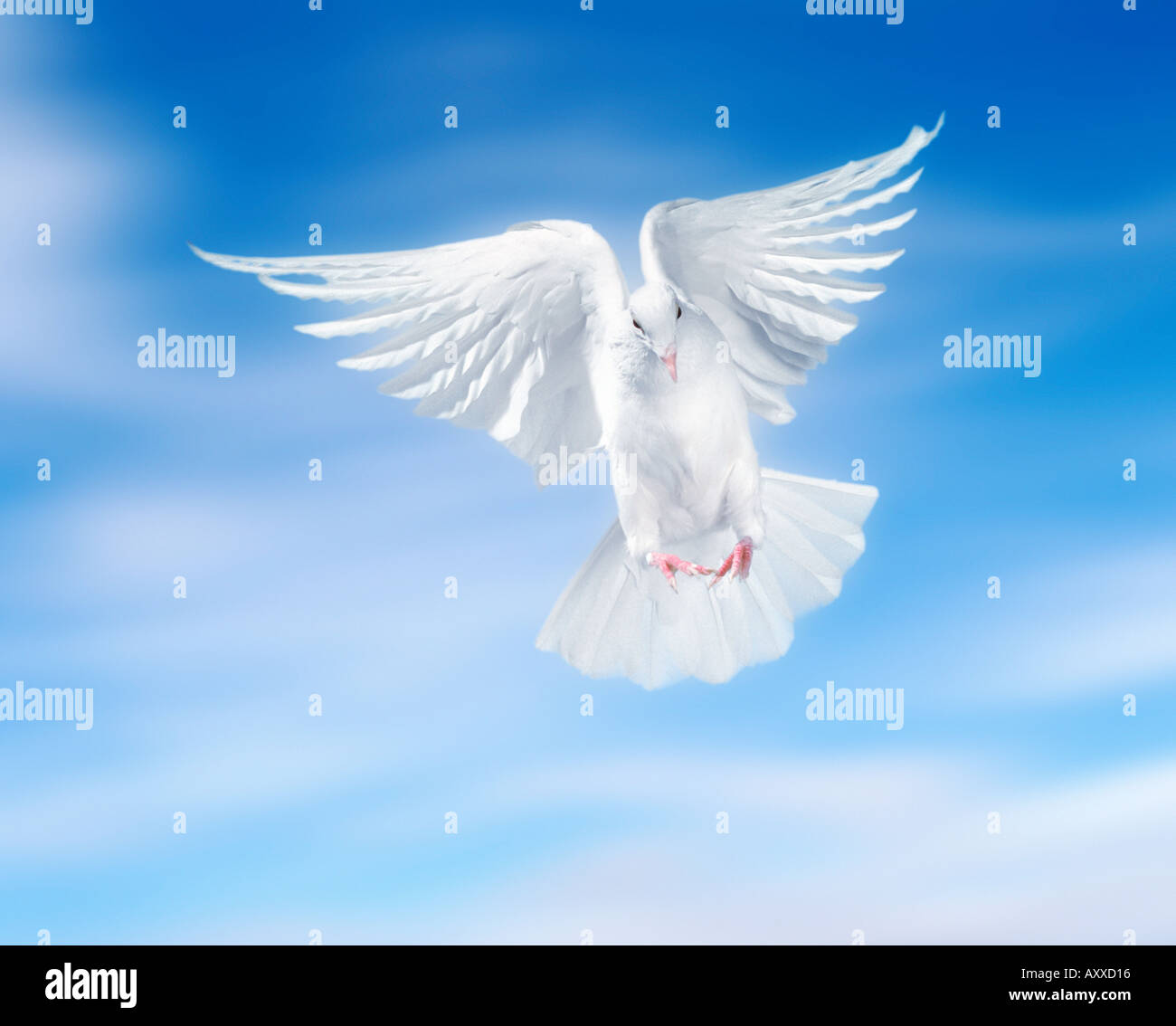 Peace dove hi-res stock photography and images - Alamy
