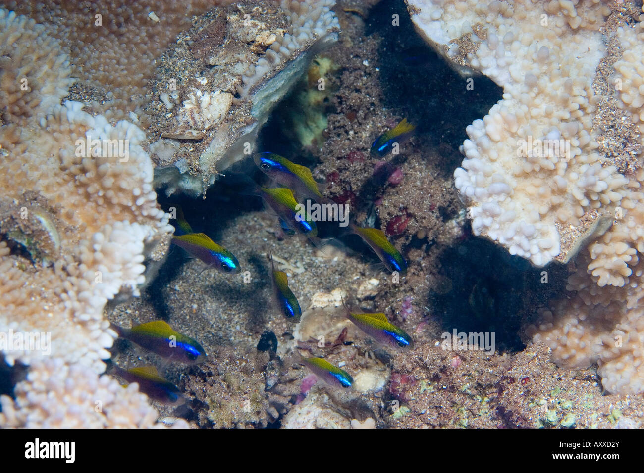 Family underwater sanctuary maui hi-res stock photography and images ...