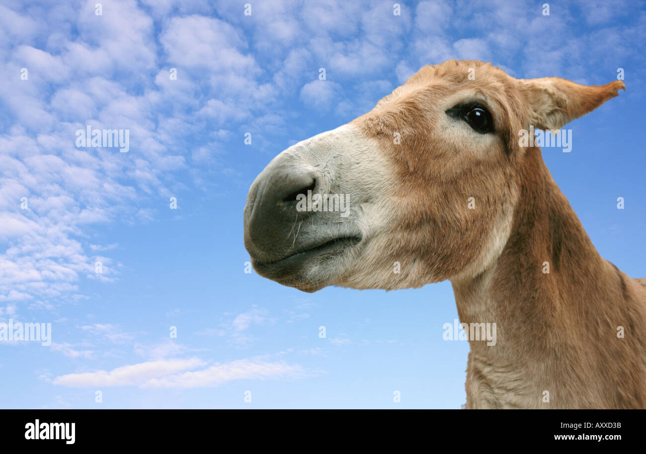 My donkey hi-res stock photography and images - Alamy