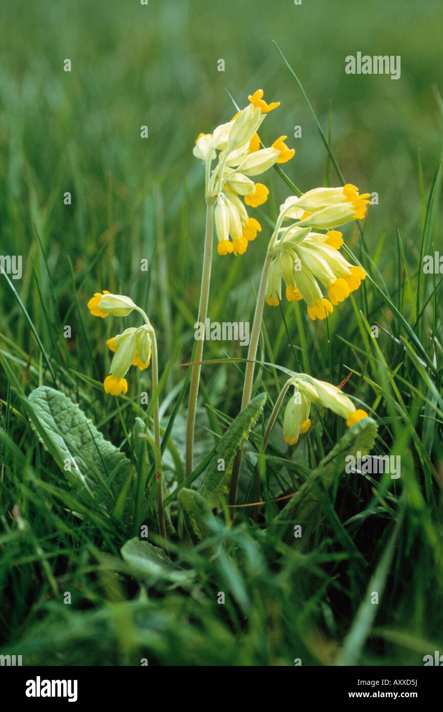 Medicinal plant primula veris hi-res stock photography and images - Alamy