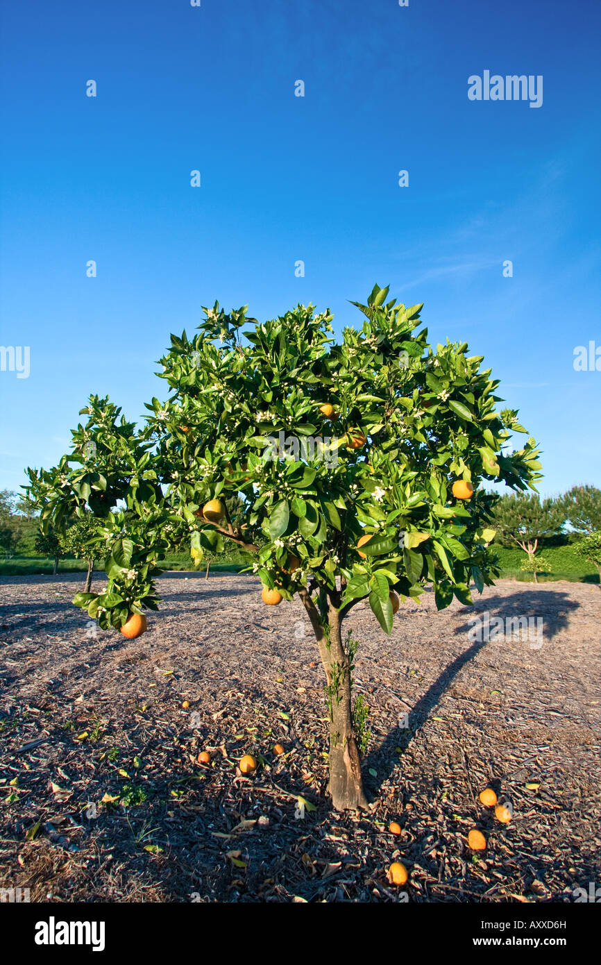 An Orange tree standing in a grove in Southern California casting a ...