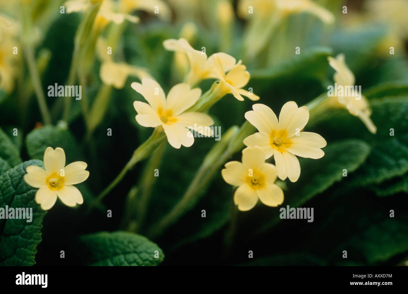 Primrose, Primula vulgaris, Yellow, Primula, vulgaris Stock Photo - Alamy