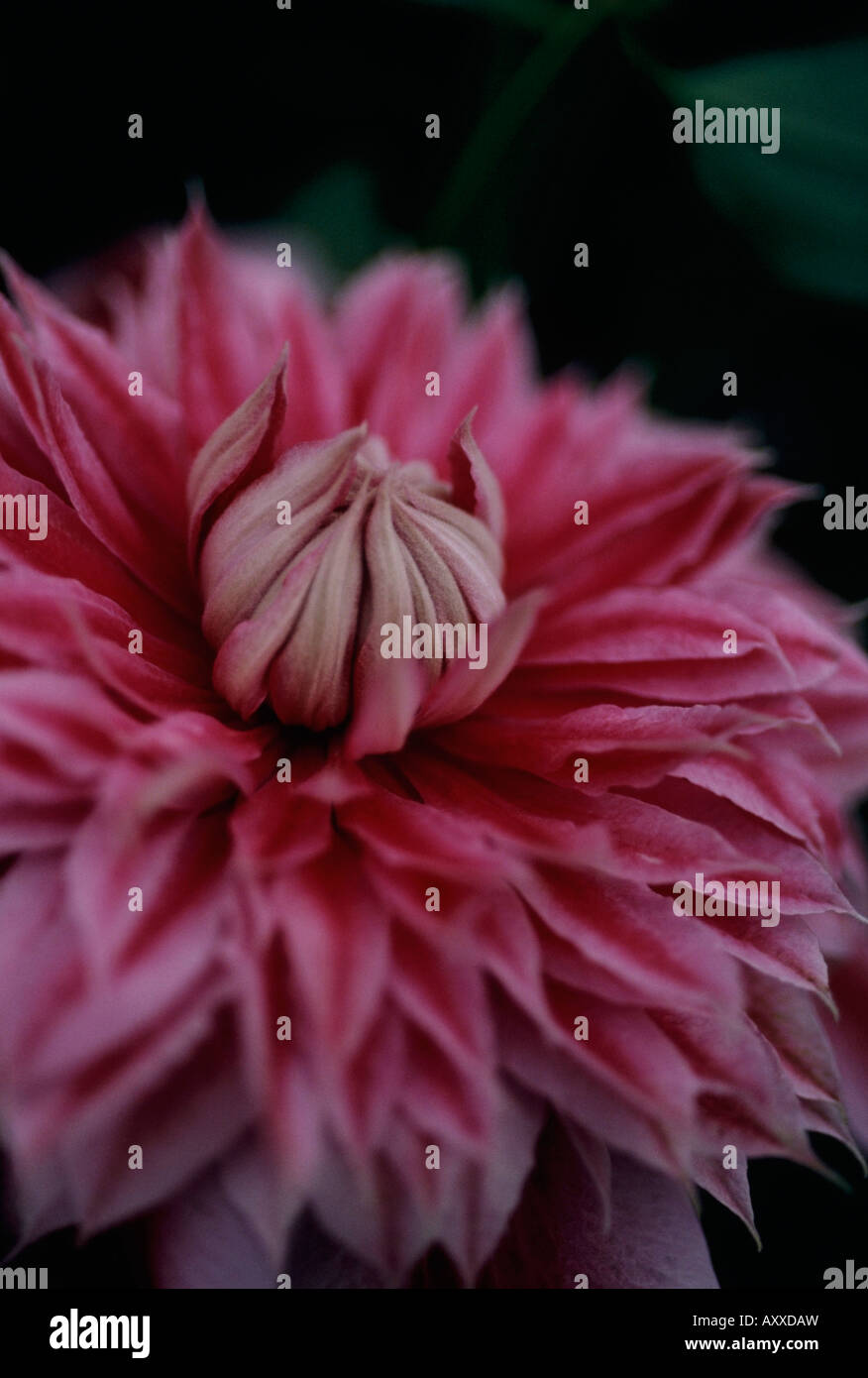 Clematis josephine hi-res stock photography and images - Alamy