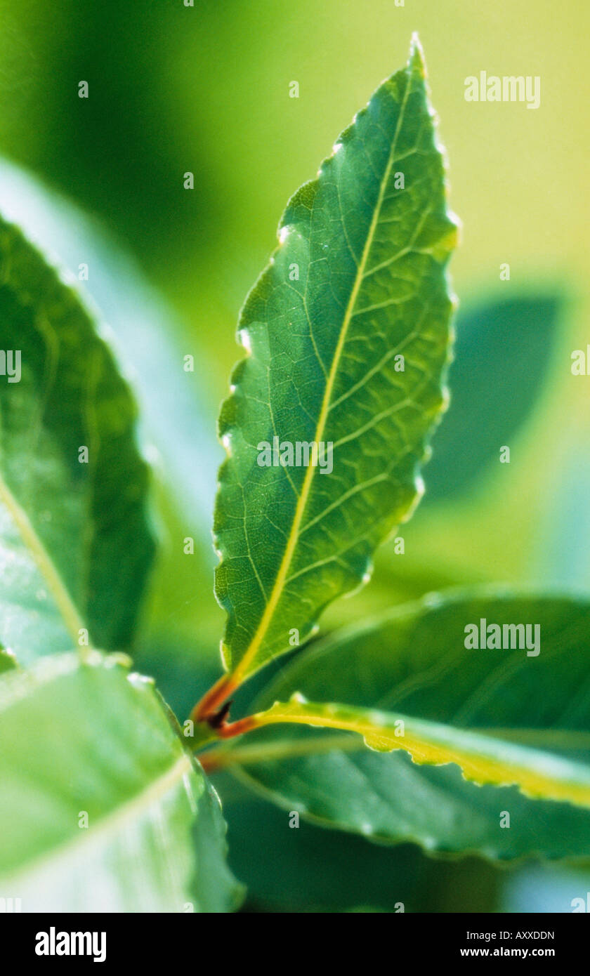 Bay, Laurus nobilis, Green leaves of the garden herb Stock Photo - Alamy