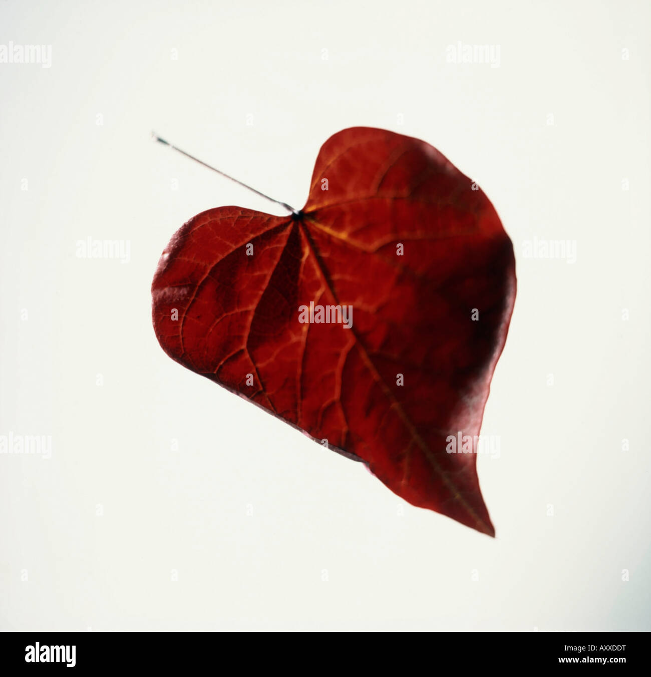 Forest pansy, Forest, pansy, Cercis canadensis, Red, Cercis, canadensis ...