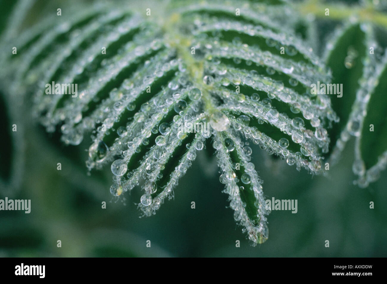 Morning dew on leaves Stock Photo - Alamy