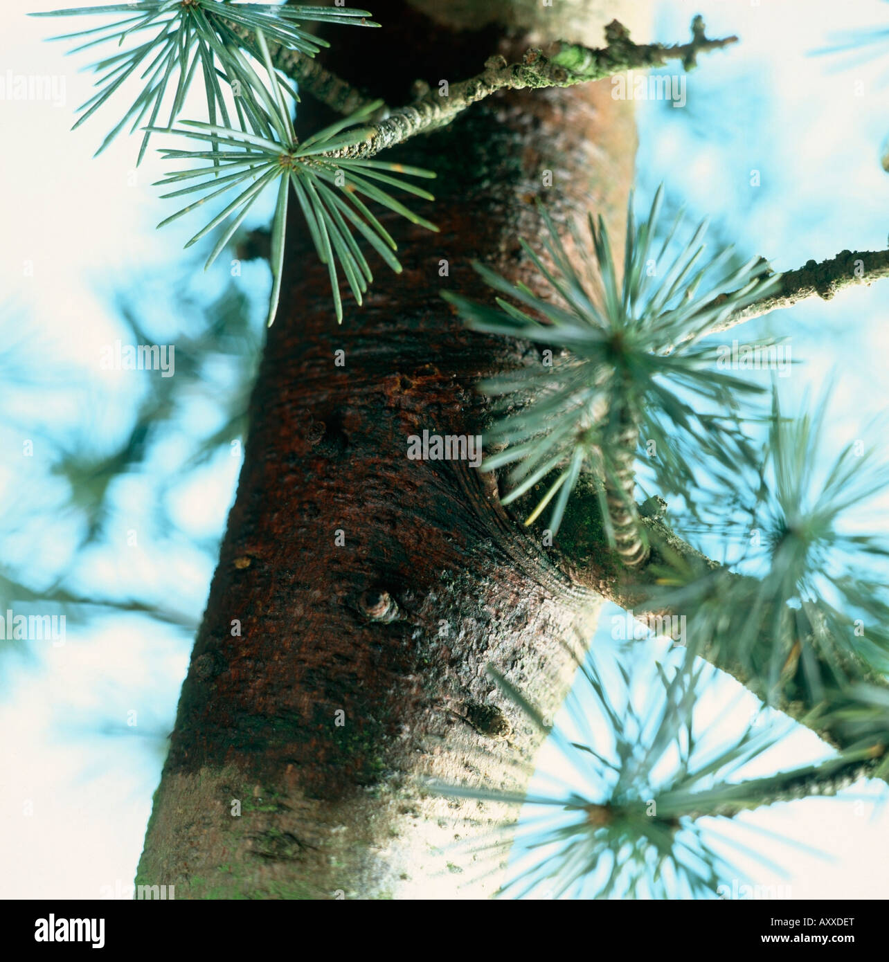 Atlas cedar bark hi-res stock photography and images - Alamy
