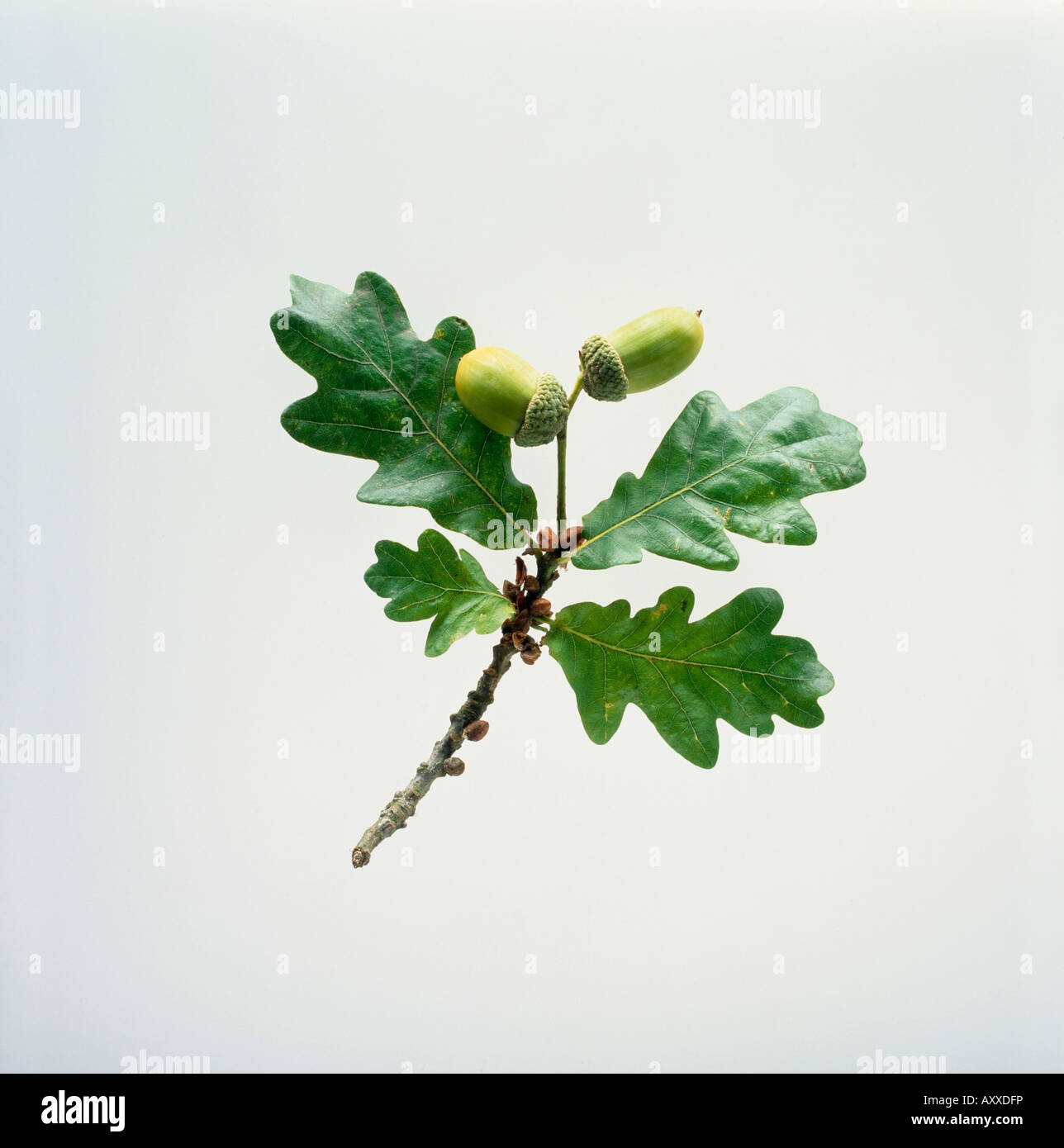 Oak, Acorn, Quercus robur, Green, Quercus, robur Stock Photo - Alamy