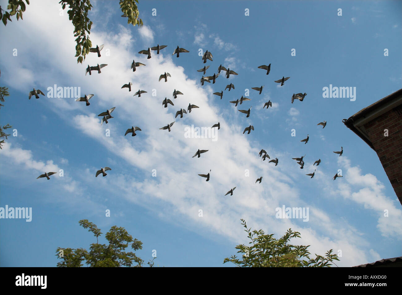 Training racing pigeons hi-res stock photography and images - Alamy