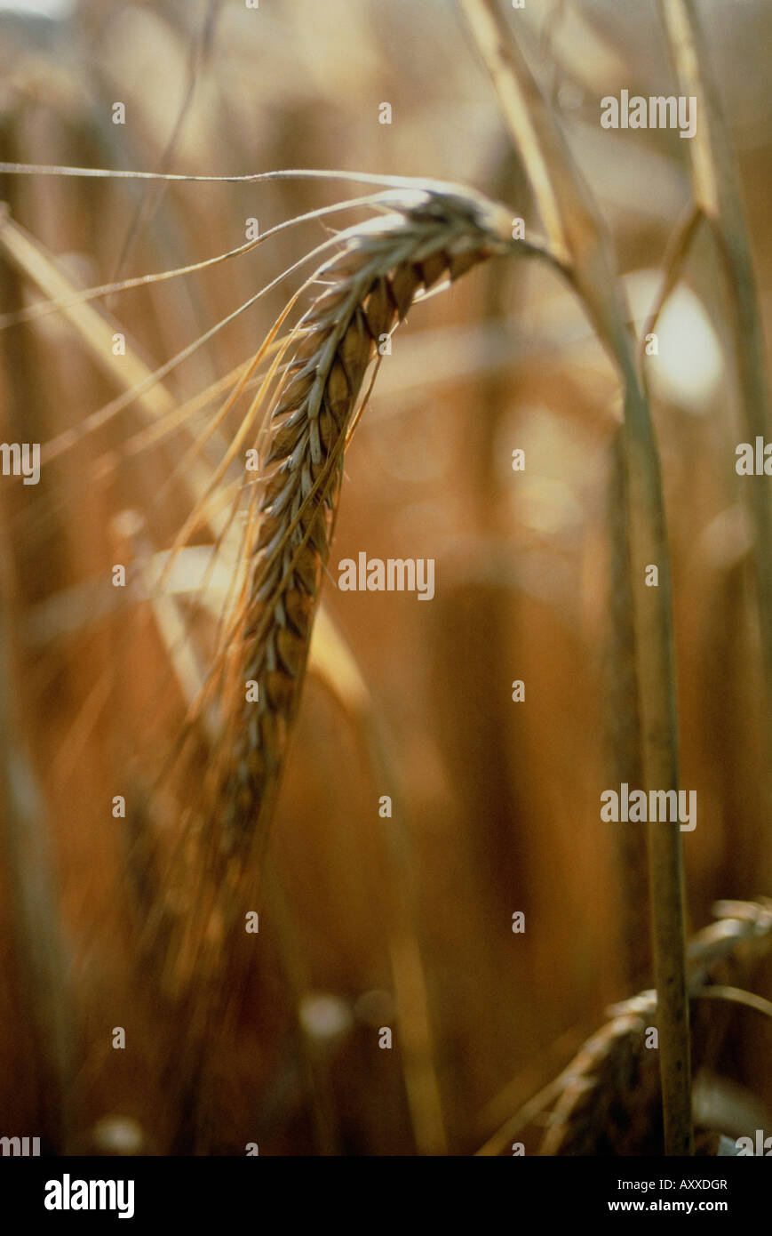 Barley, Hordeum, Gold Stock Photo - Alamy