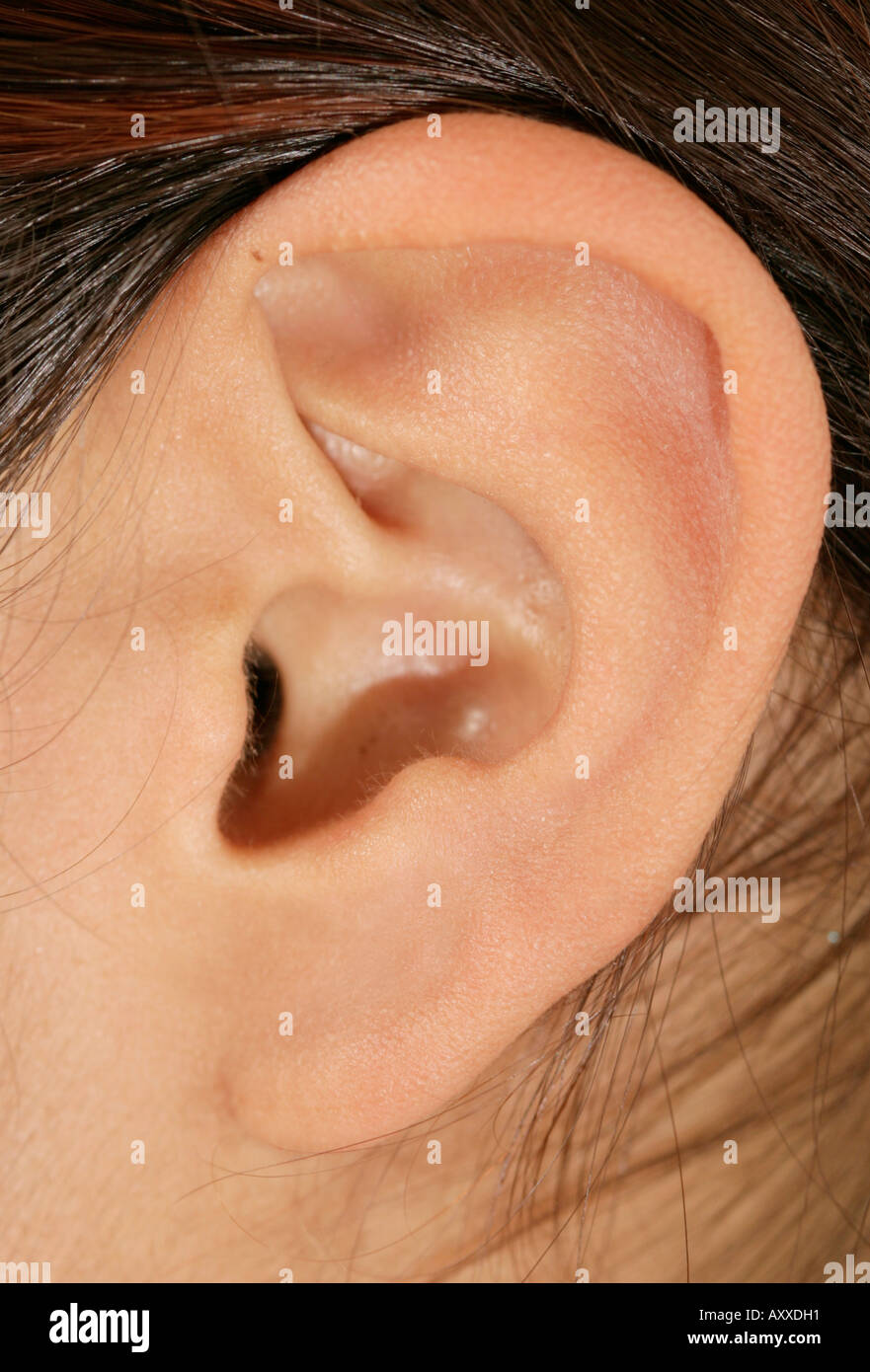 Ear anatomy balance hi-res stock photography and images - Alamy