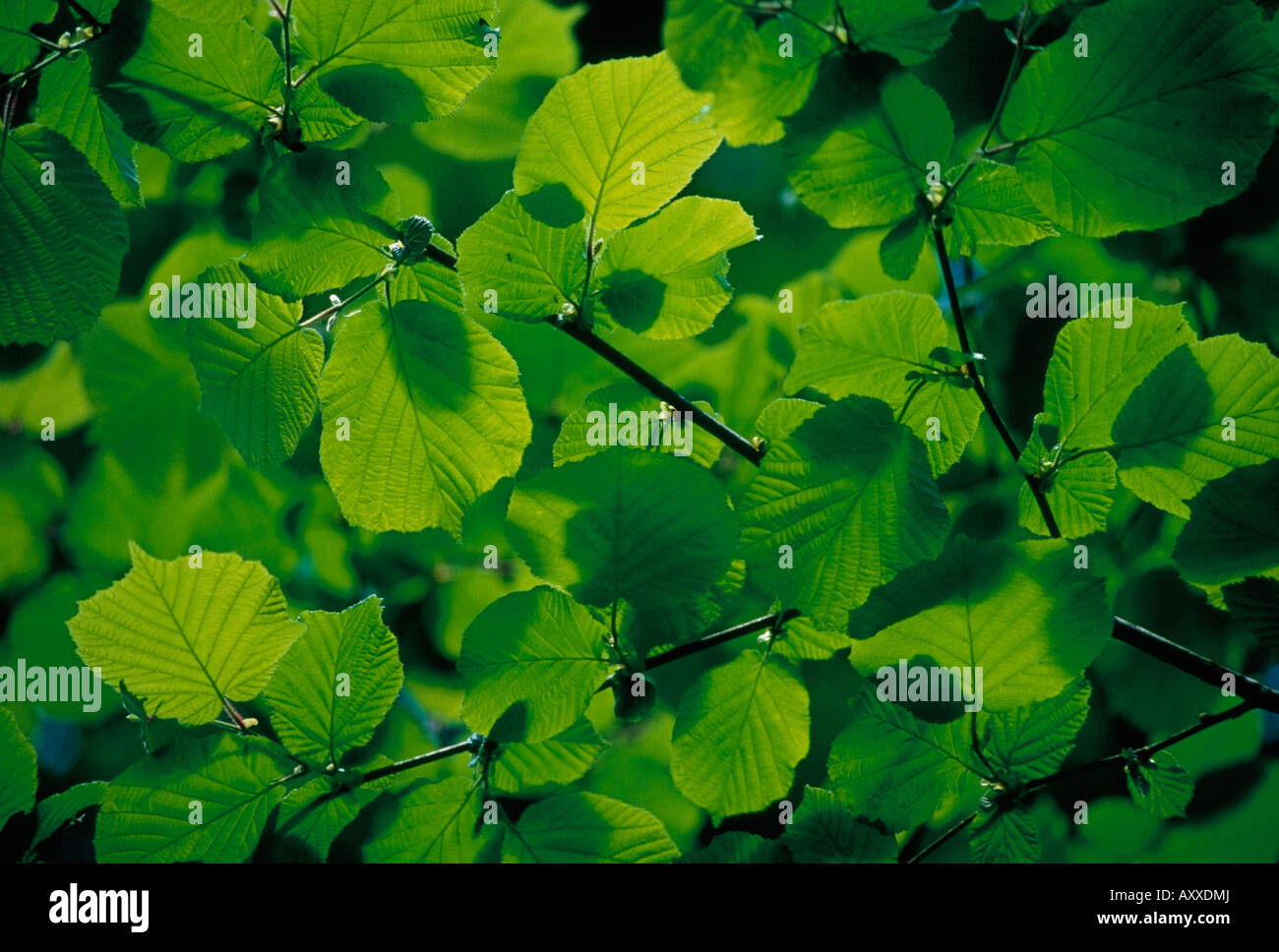 Lime sunlit leaves tilia hi-res stock photography and images - Alamy