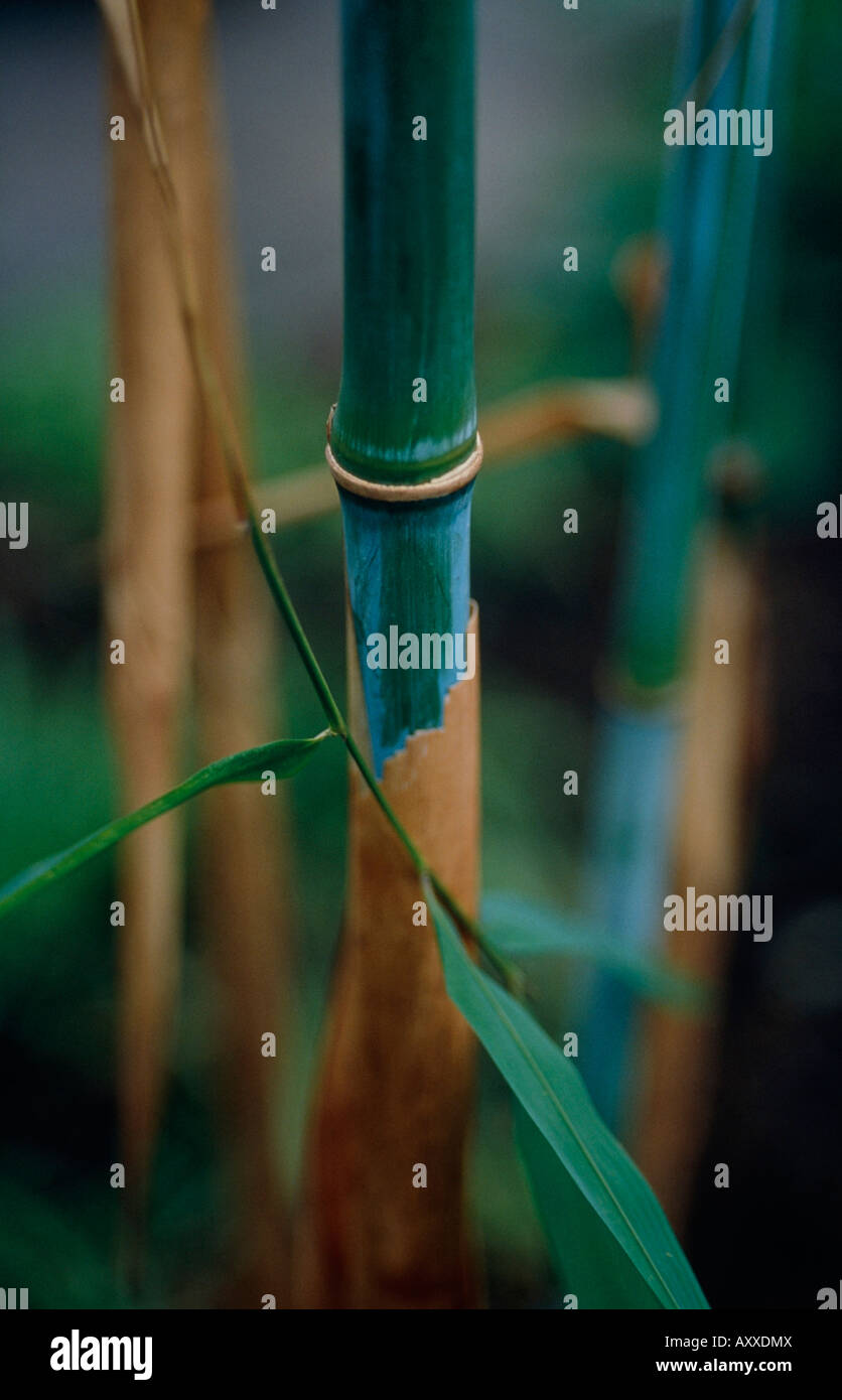 Bamboo, Phyllostachys, Green Stock Photo - Alamy
