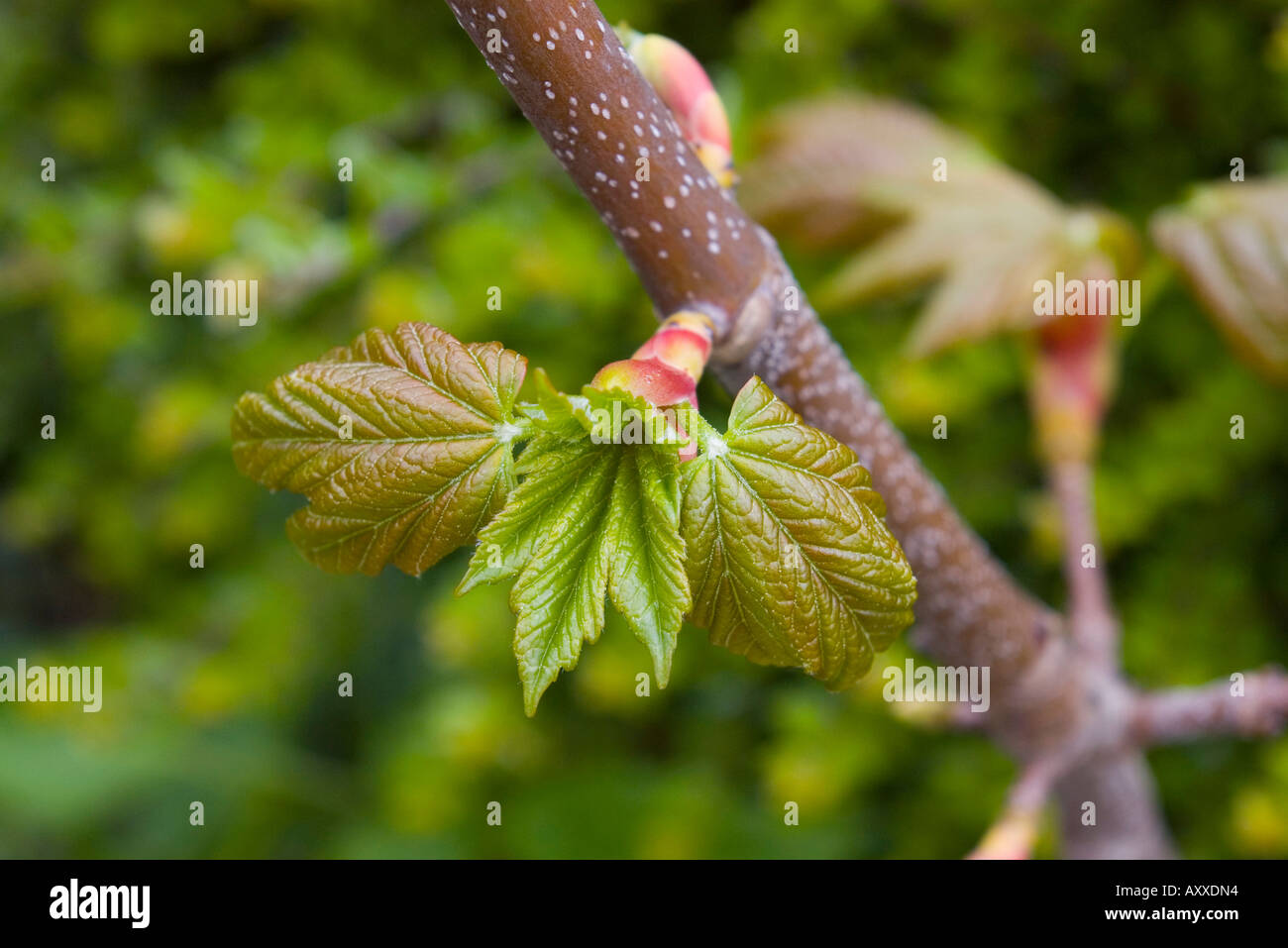 Europe UK england surrey sycamore leaves emerging from bud Stock Photo ...