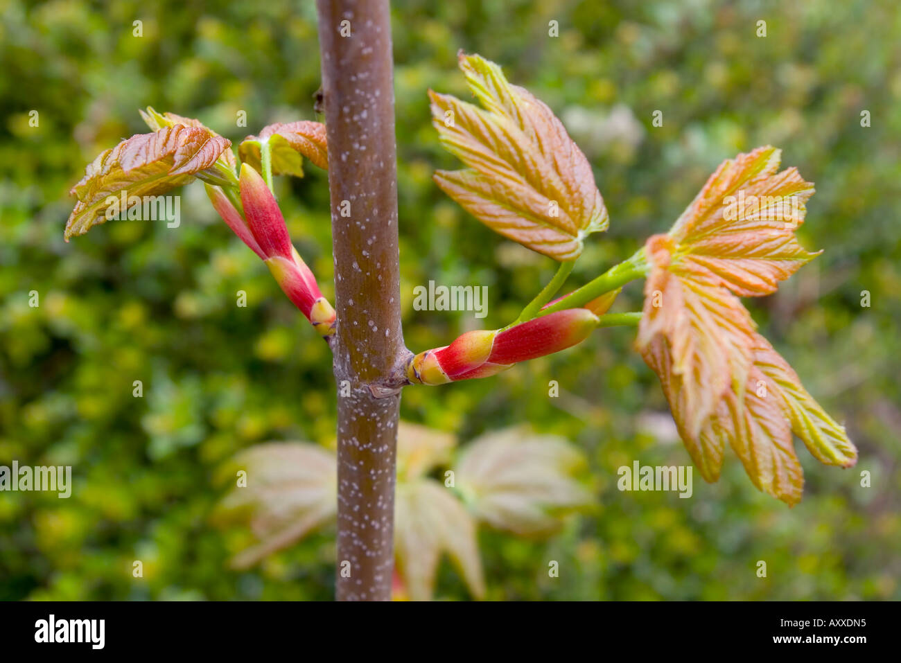 Sycamore tree blossom hi-res stock photography and images - Alamy