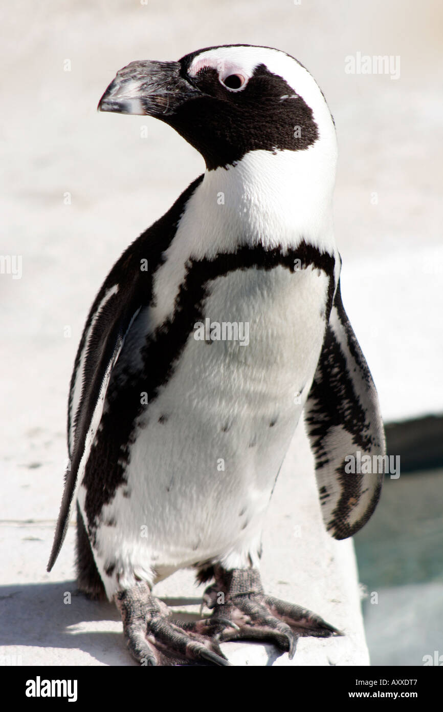 African Penguin looking left Stock Photo - Alamy