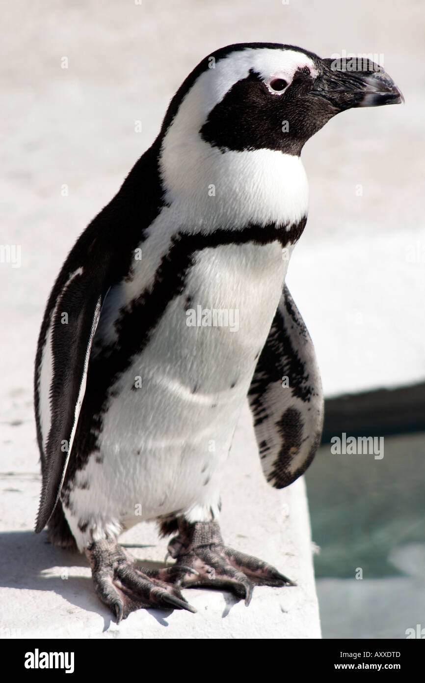 Penguin tails hi-res stock photography and images - Alamy