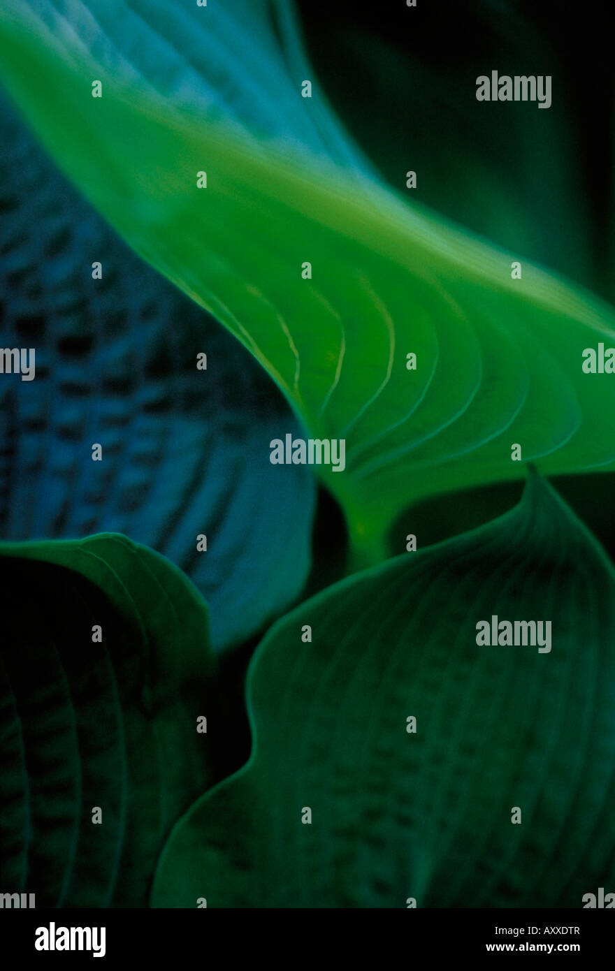 Hosta, Hosta, Green Stock Photo - Alamy