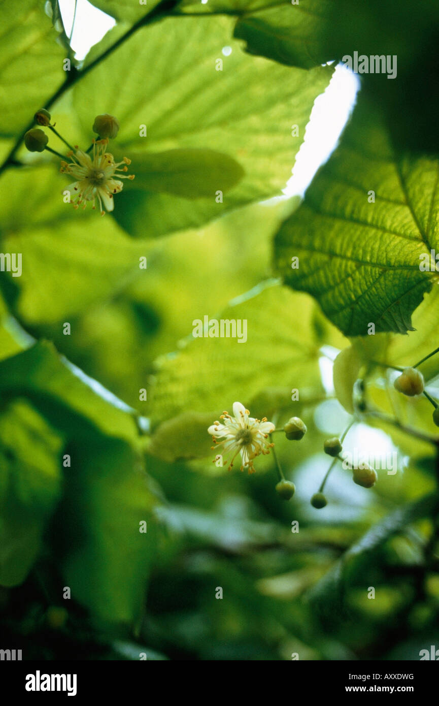 Linden, Lime tree, Lime, tree, Tilia, Green Stock Photo - Alamy