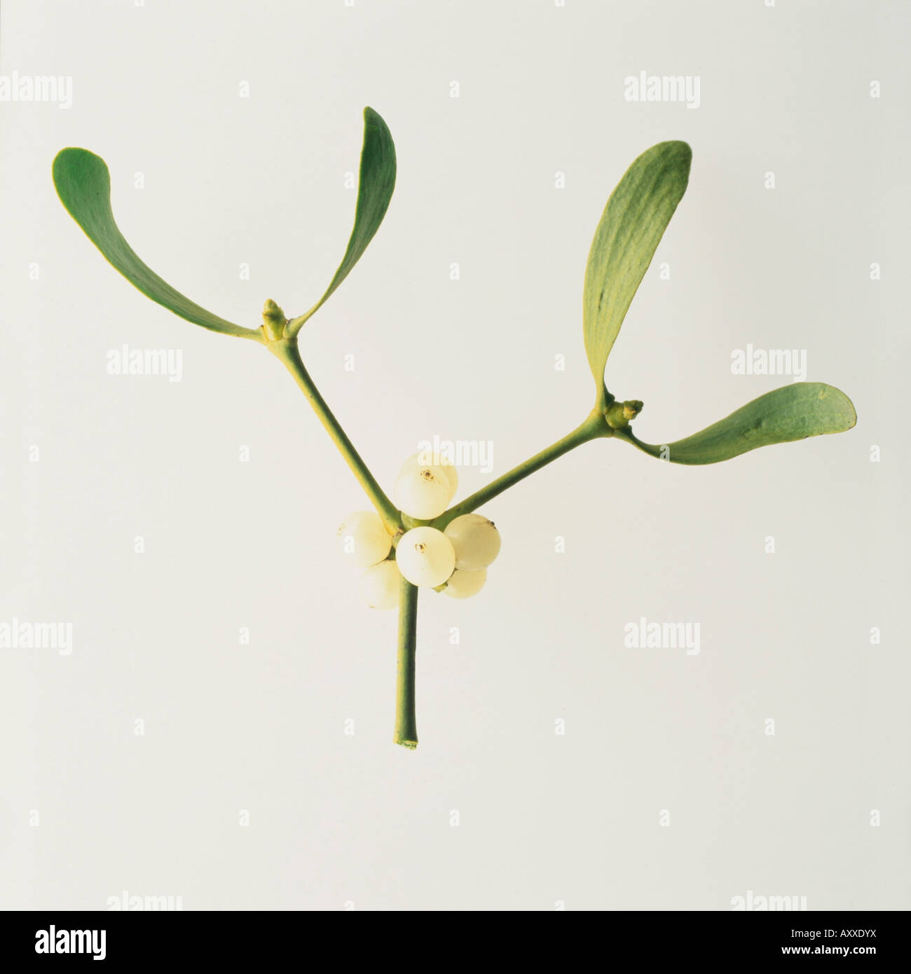 Mistletoe, Viscum album, White, Viscum, album Stock Photo - Alamy