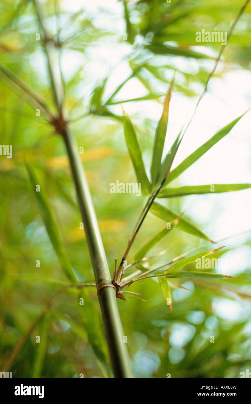 Bamboo, Phyllostachys bambusoides, Green, Phyllostachys, bambusoides ...