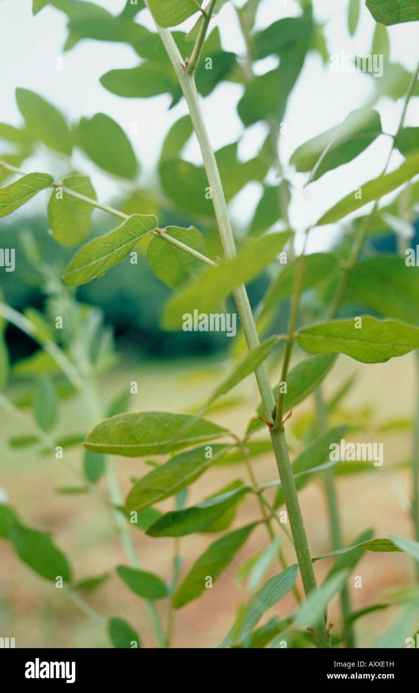 Liquorice licorice plant glycyrrhiza glabra hi-res stock photography ...