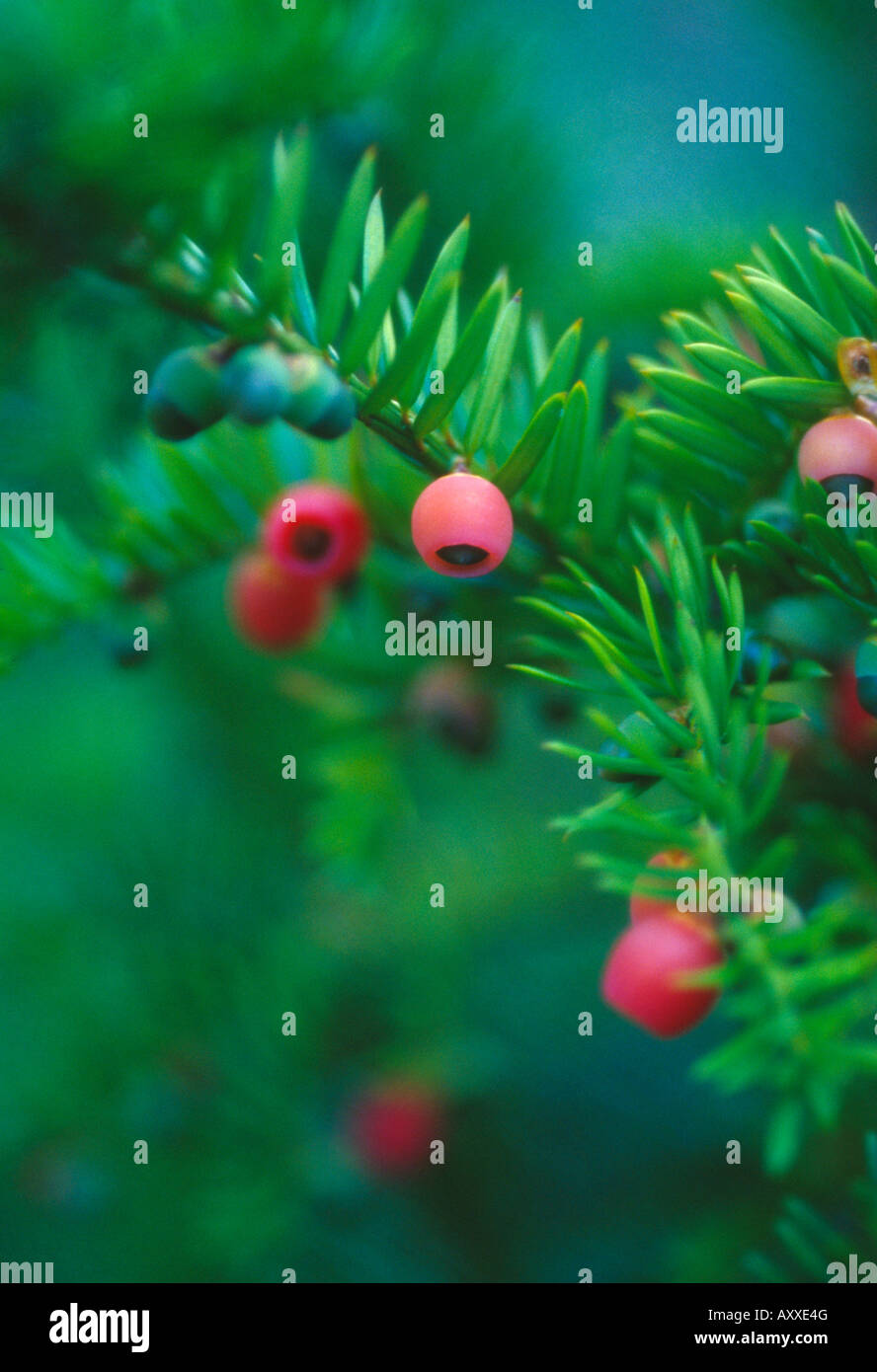 Yew, Taxus, Red Stock Photo - Alamy