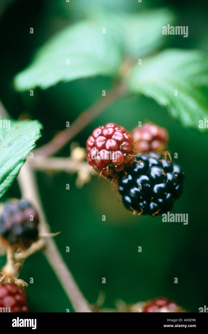 Blackberry, Rubus ulmifolius, Black, Rubus, ulmifolius Stock Photo - Alamy