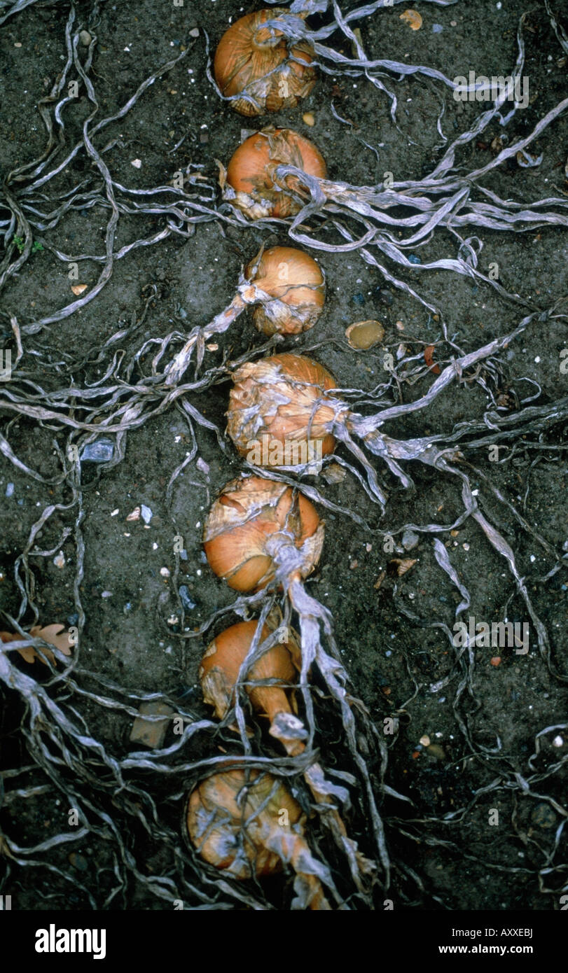 Onion, Allium cepa, Orange, Allium, cepa Stock Photo - Alamy