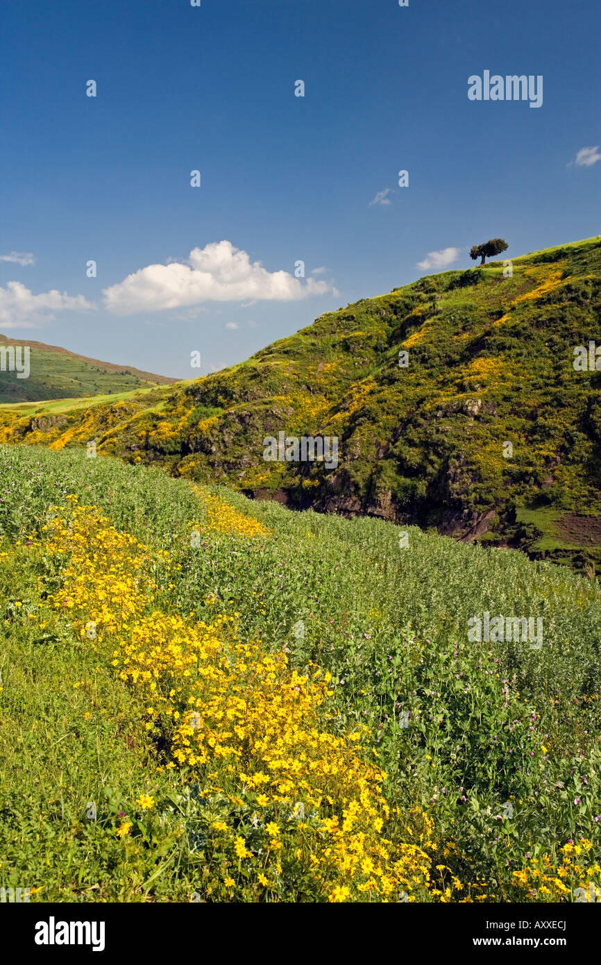 Lush green hills and yellow Meskel flowers, Simien Mountains National ...