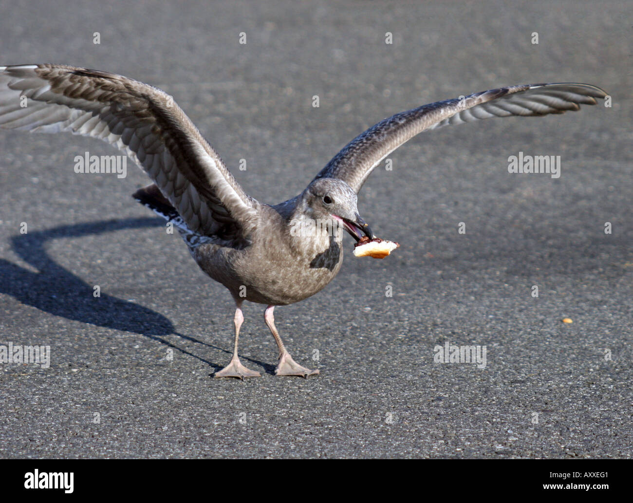 Aquatic food web hi-res stock photography and images - Alamy