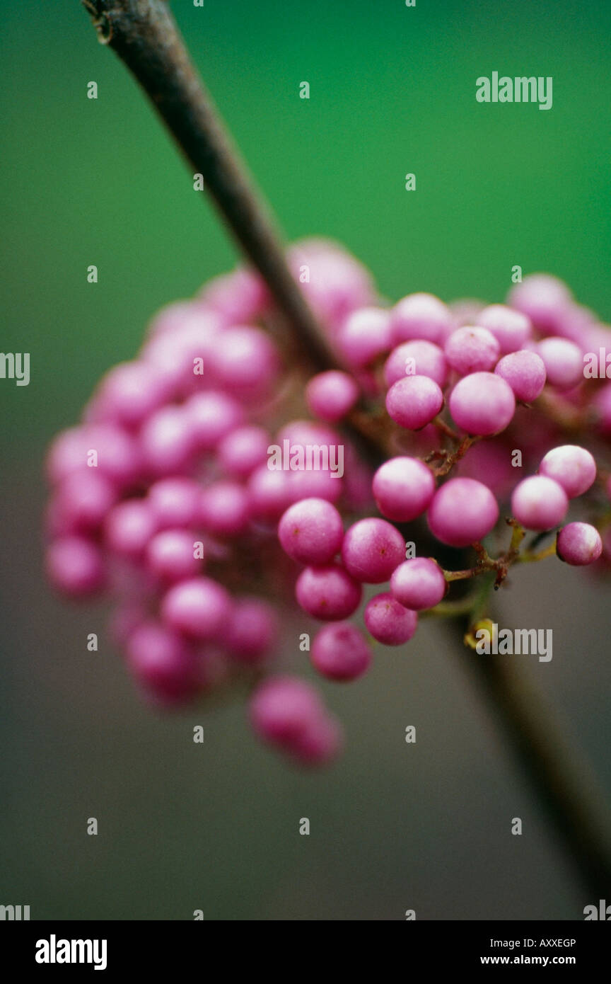 Beauty berry, Beauty, berry, Callicarpa bodinieri, Pink, Callicarpa ...