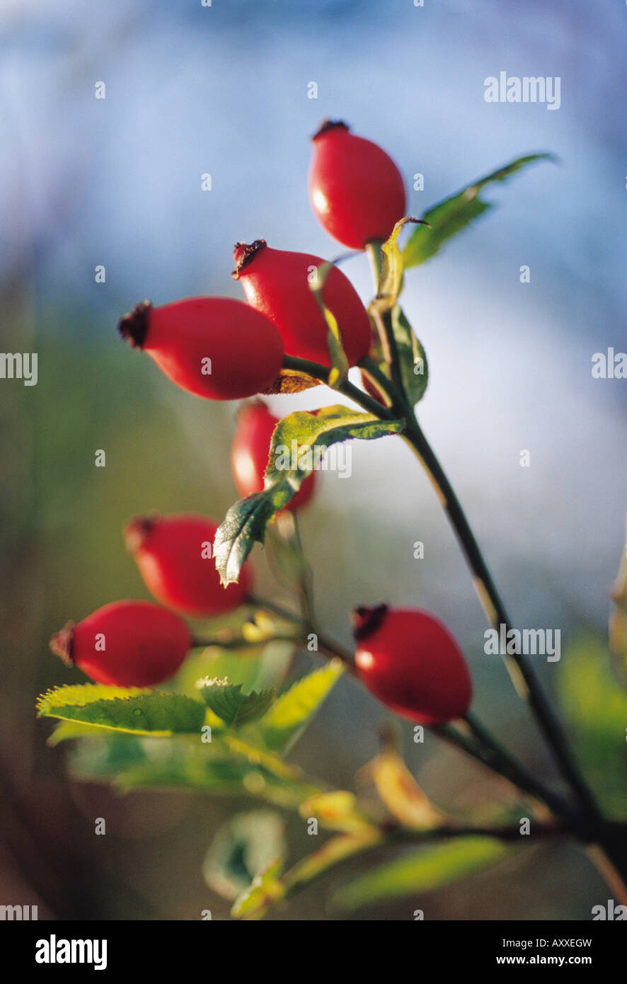 Rosehip of Rosa canina, Dog rose. Red berries growing on a plant Stock ...