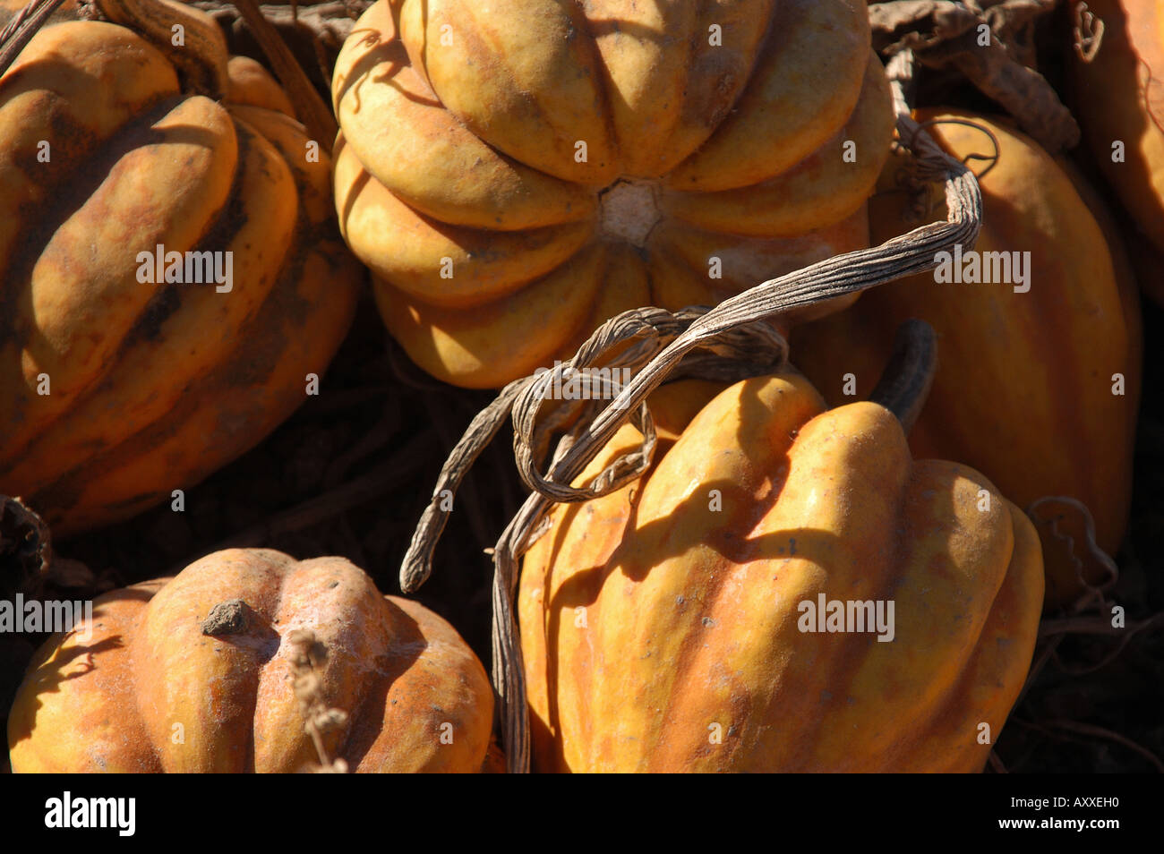 Goards hi-res stock photography and images - Alamy