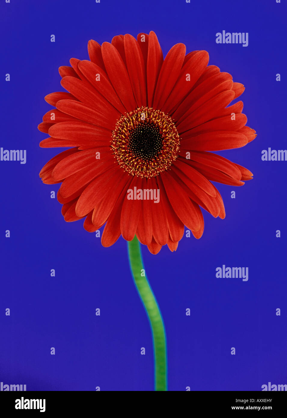 Gerbera, Gerbera, Red Stock Photo - Alamy