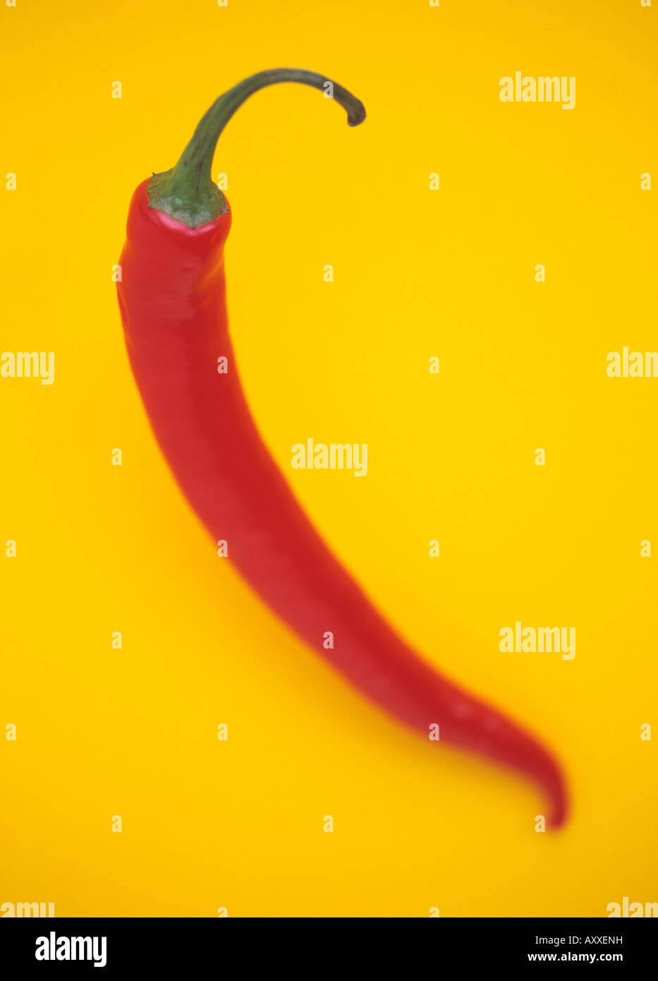 Chilli, Capsicum annuum, Red, Capsicum, annuum Stock Photo - Alamy