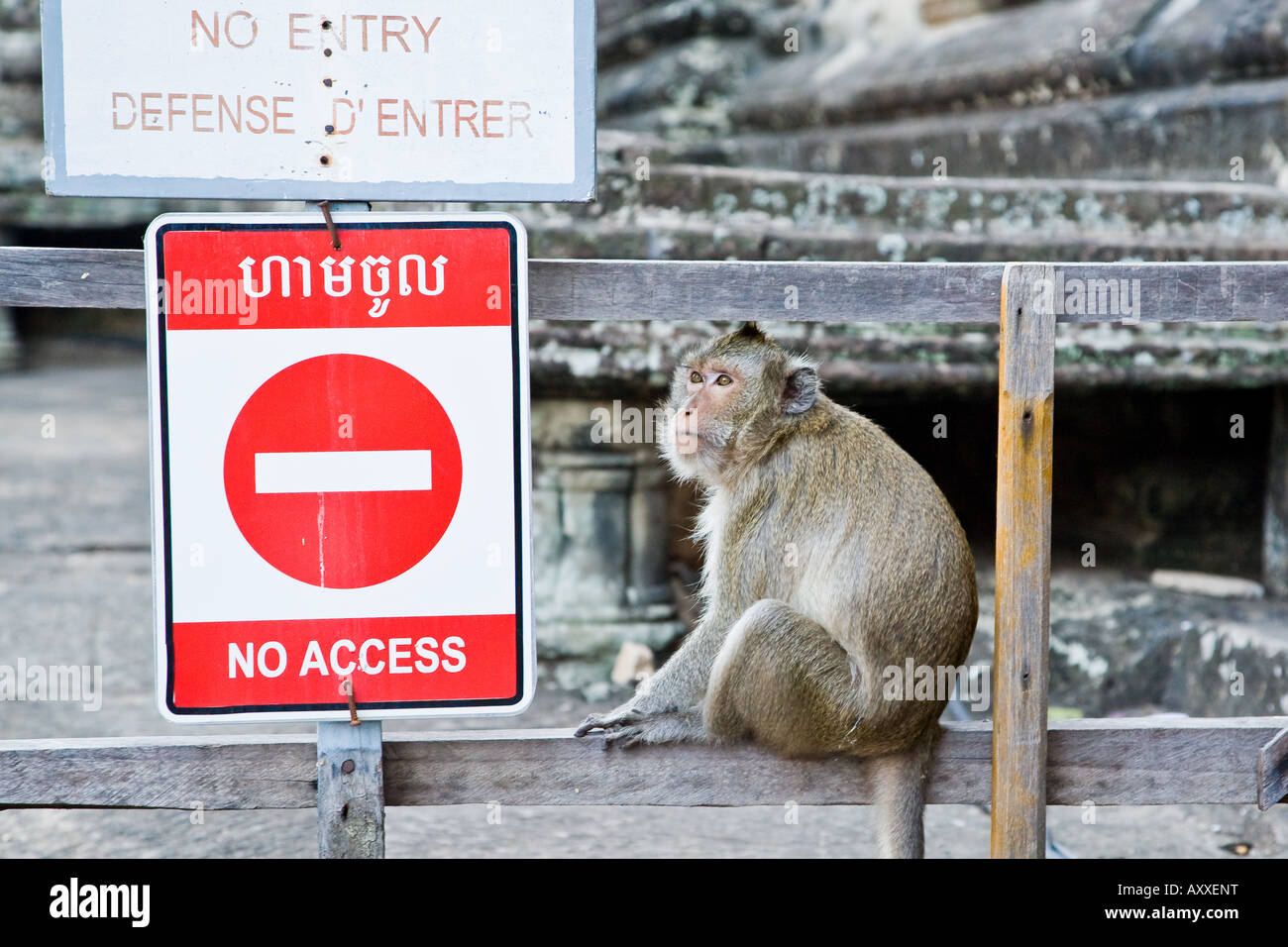 No Access - Guard Monkey Stock Photo - Alamy