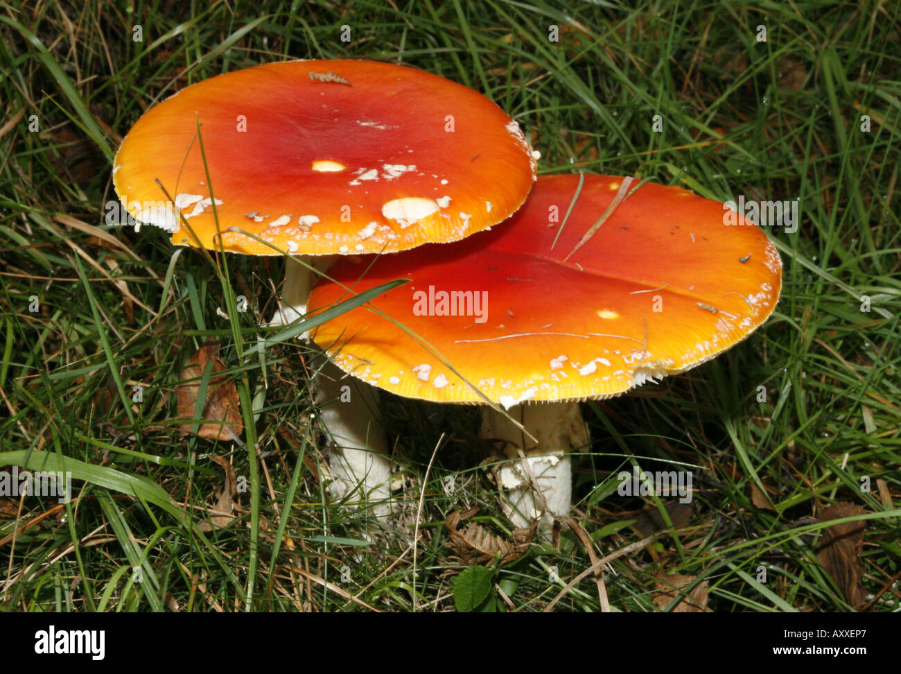 Fly Agric High Resolution Stock Photography and Images - Alamy