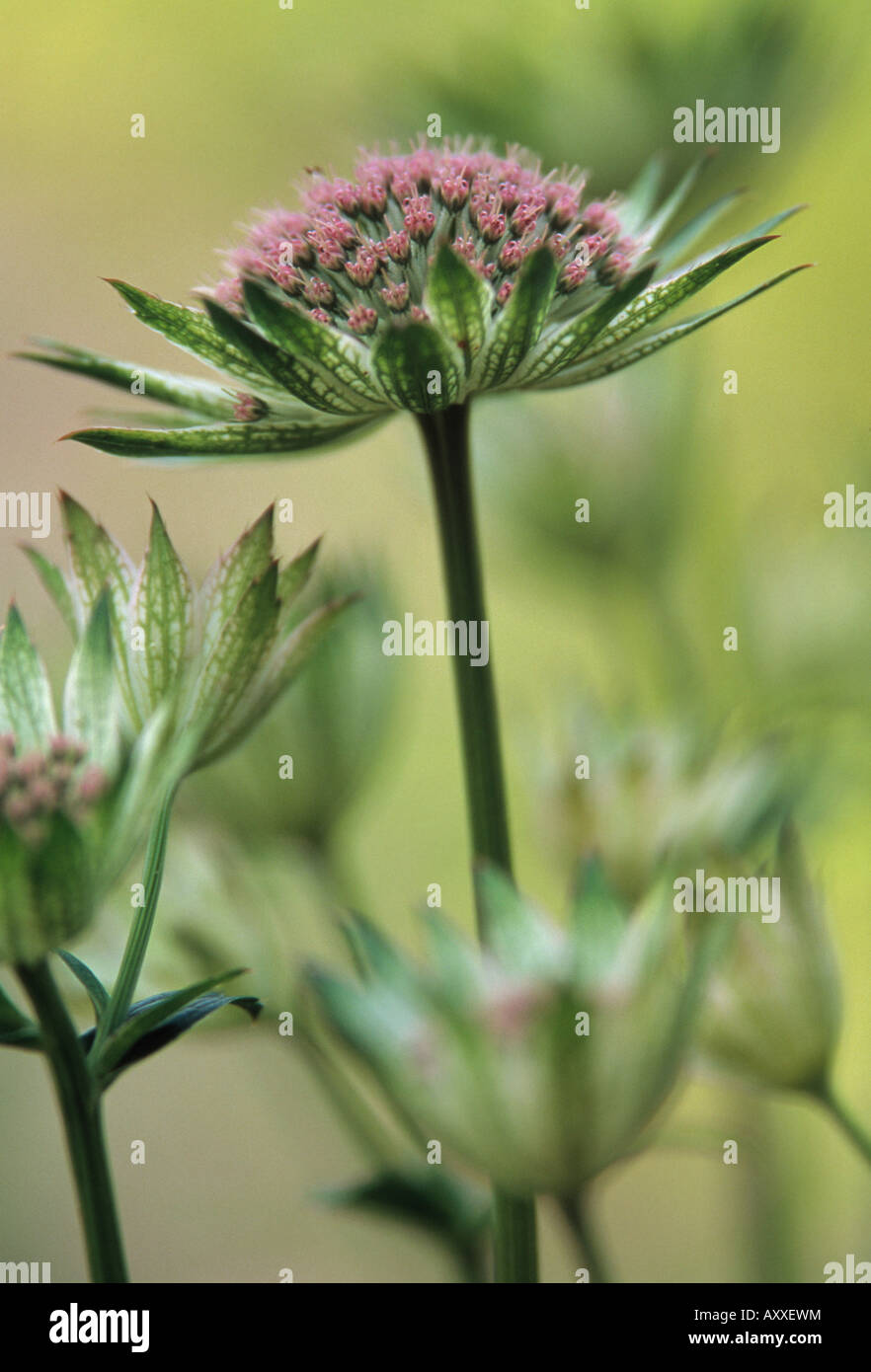 Astrantia, Masterwort, Astrantia major 'Buckland', Pink, Astrantia ...