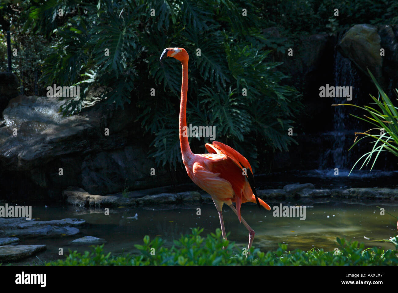 Flamingo Los Angeles Zoo Griffith Park Los Angeles California Stock ...